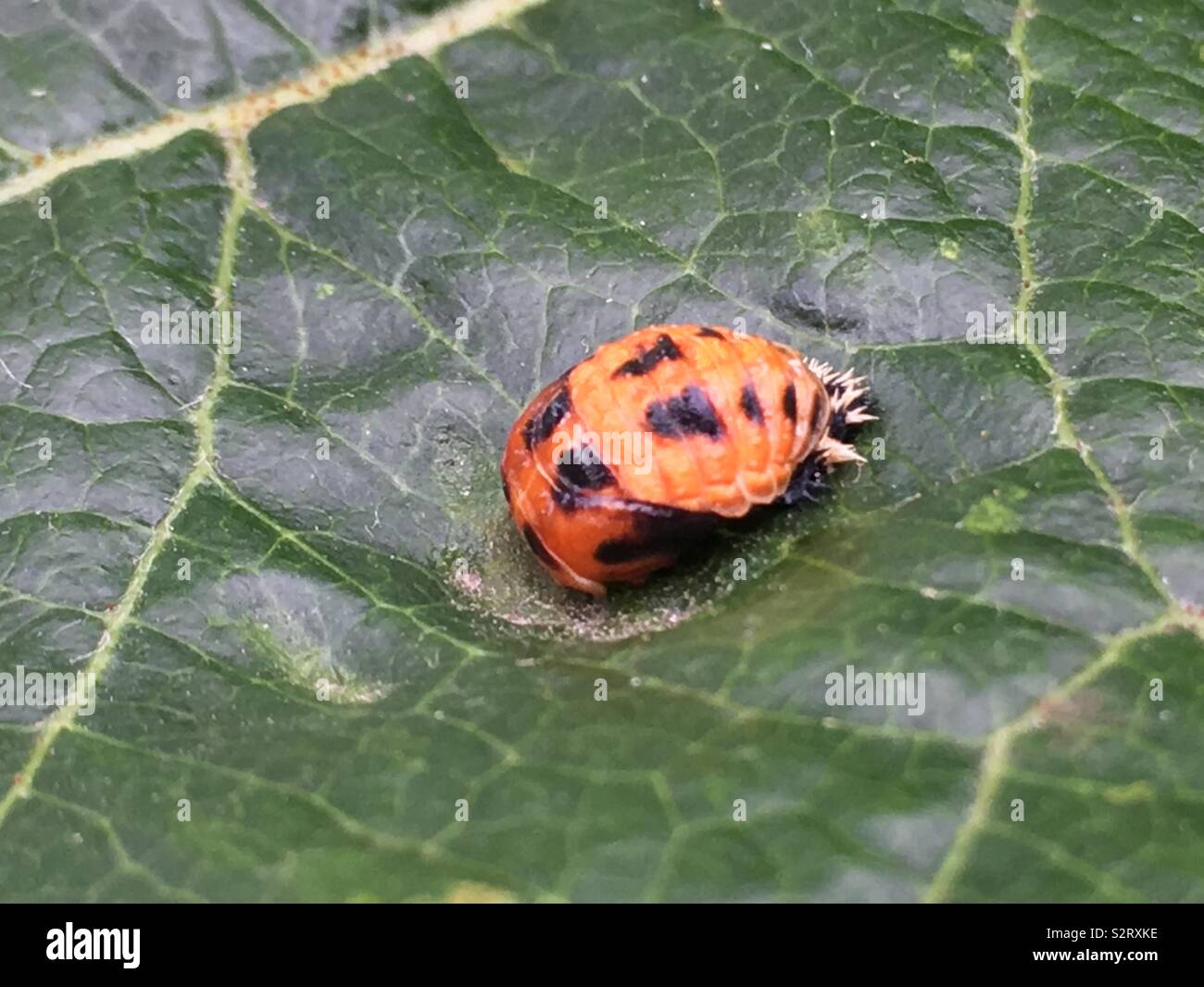 Bug leaf hi-res stock photography and images - Alamy