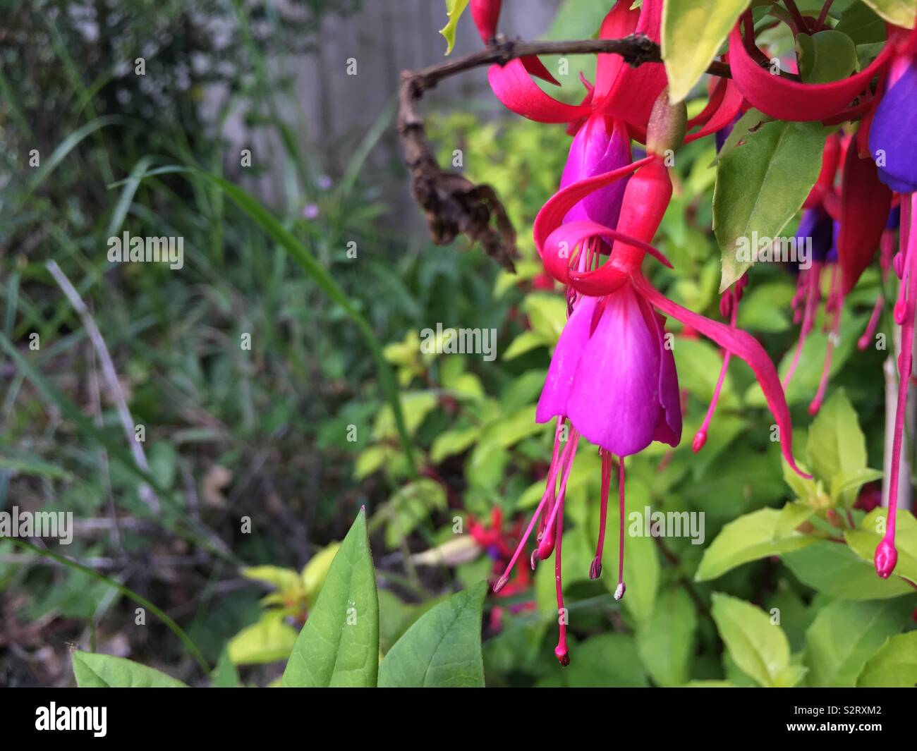 Purple fuchsias hi-res stock photography and images - Alamy