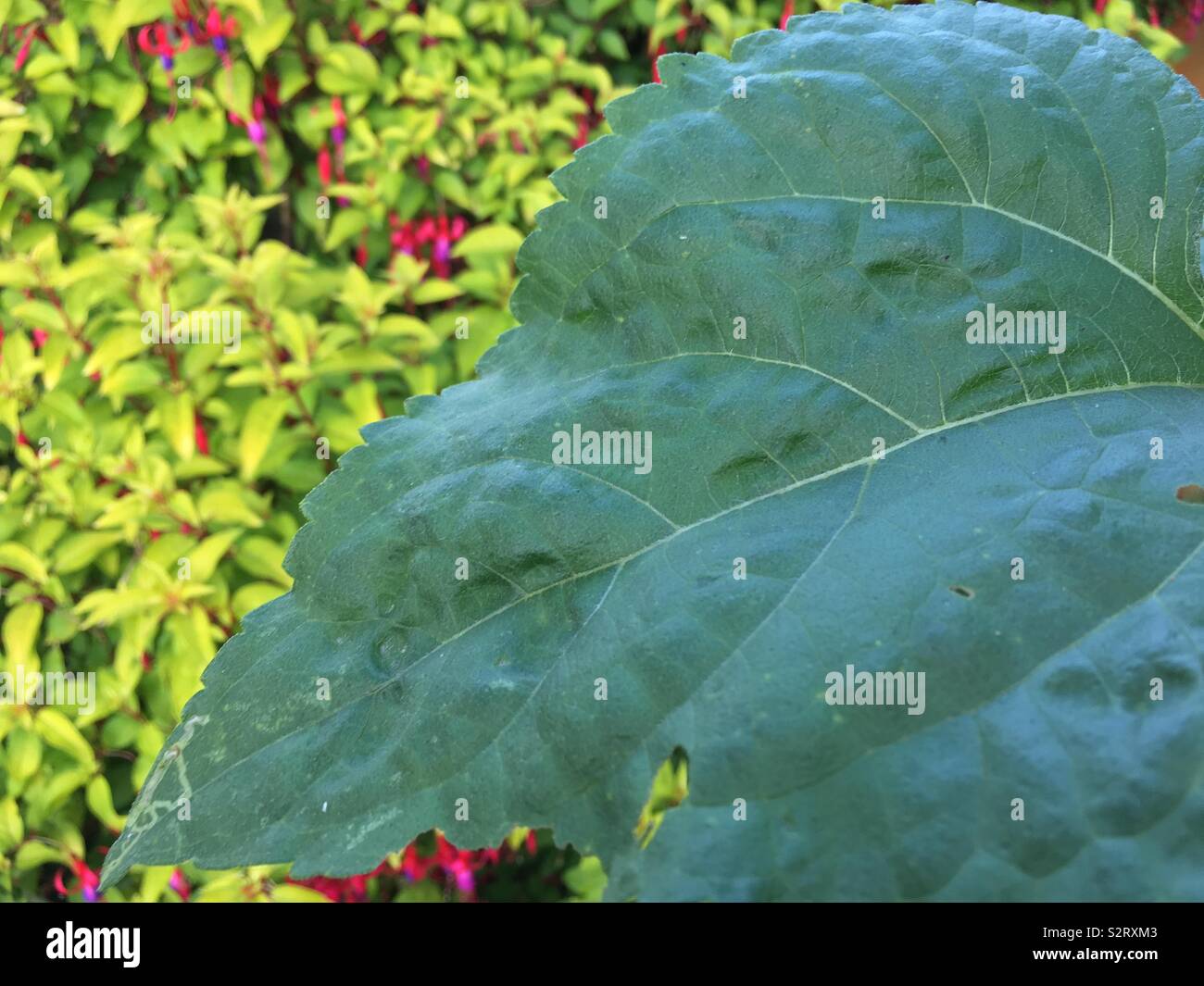 Large green leaf Stock Photo - Alamy
