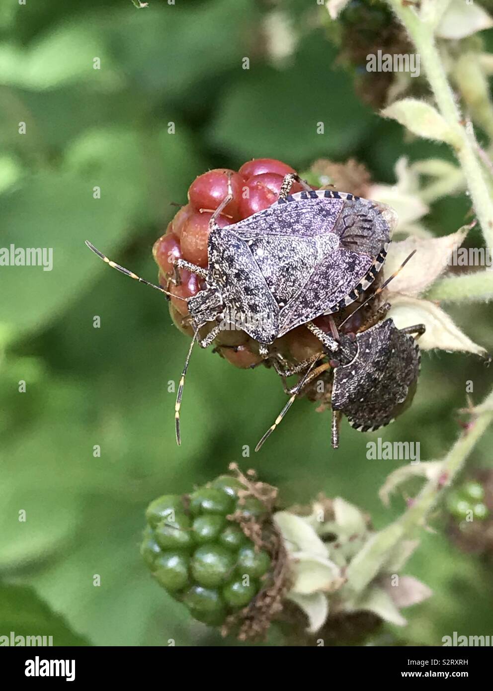 Stink bugs hi-res stock photography and images - Alamy
