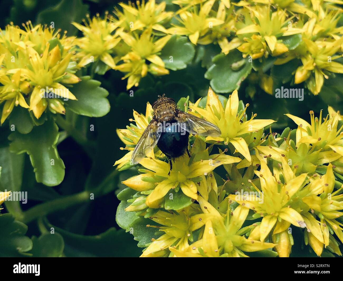 Pollinating wasp hi-res stock photography and images - Alamy