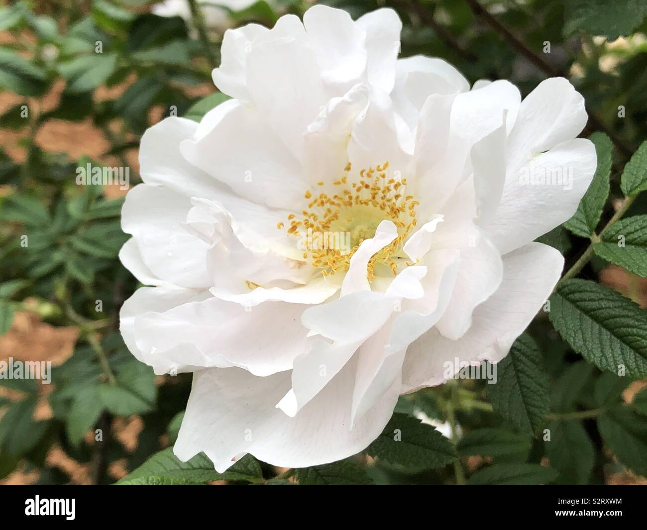 White wild rose hi-res stock photography and images - Alamy