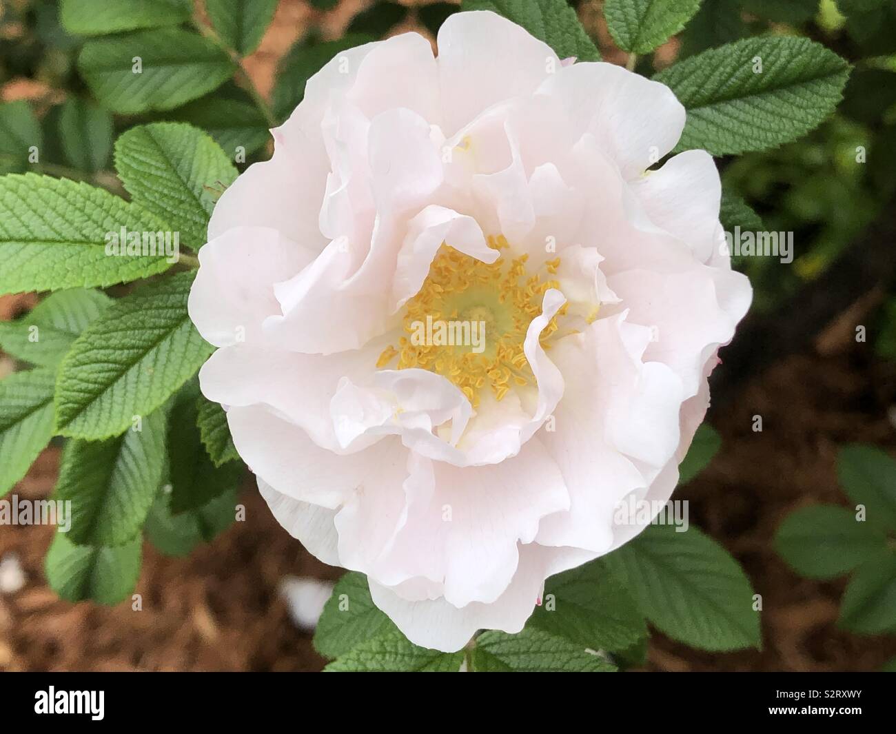 White wild rose hi-res stock photography and images - Alamy