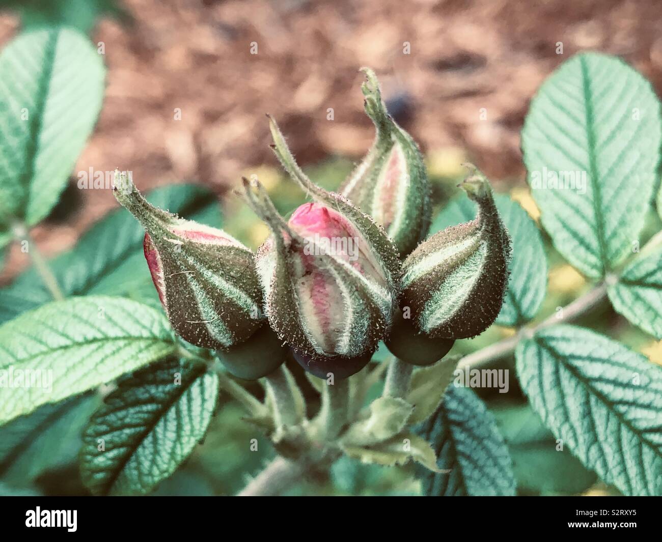 Wild rose buds in the garden Stock Photo - Alamy