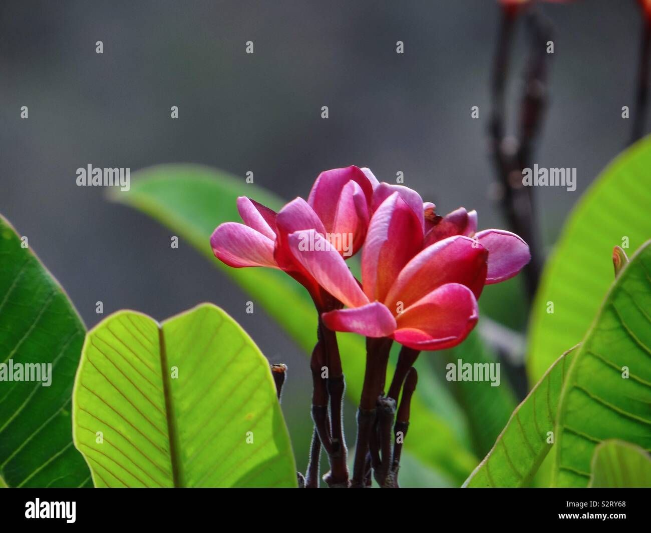 RED FRANGIPANI FLOWERS Stock Photo - Alamy