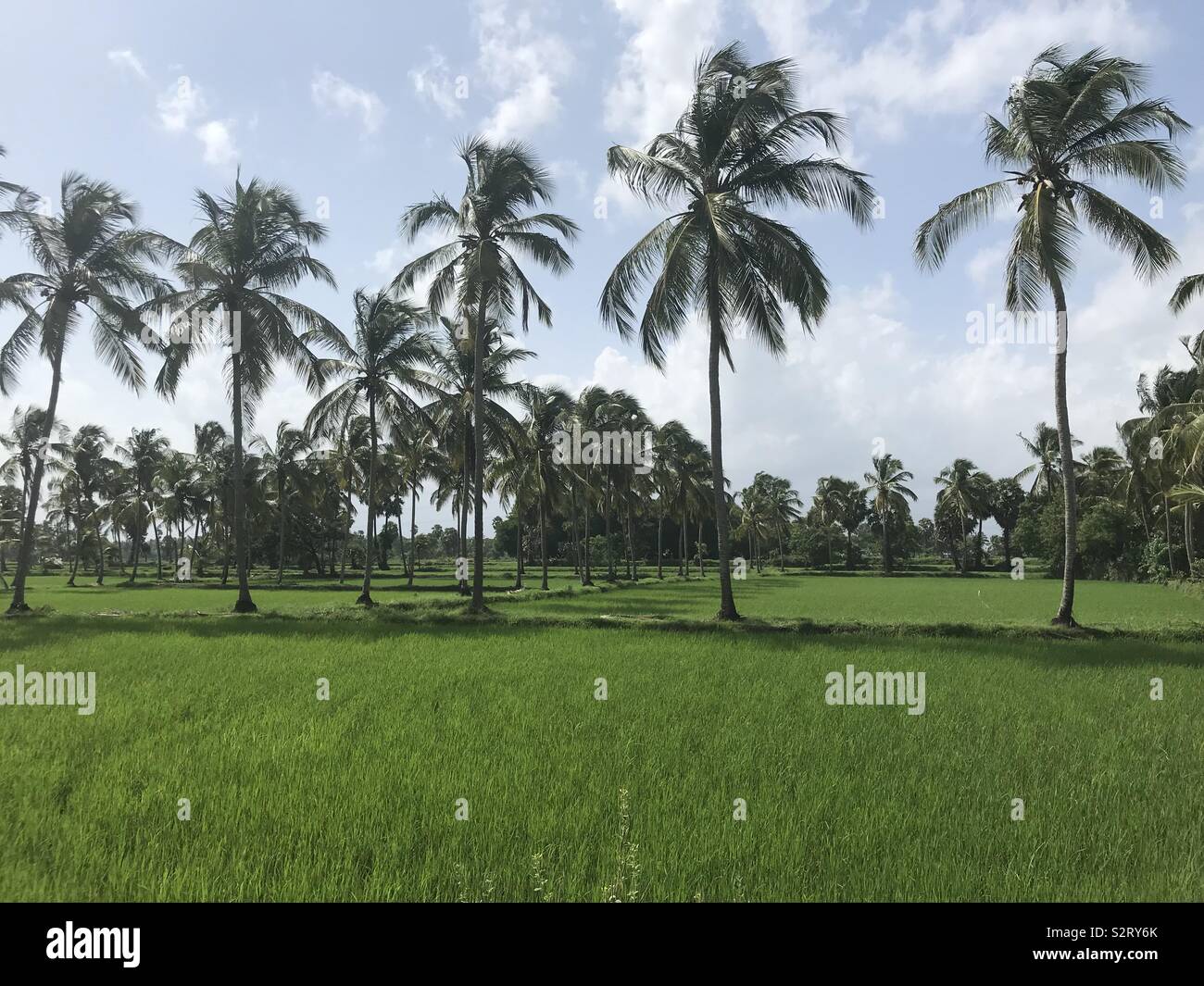 Thasrak, view of a paddy field along with palm trees in line ,Palakkad ...