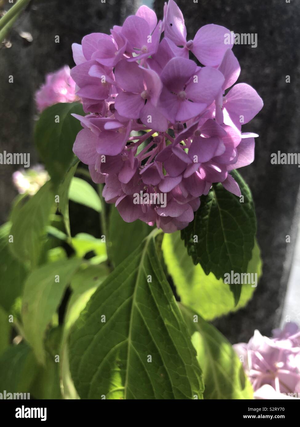 Ortensia hi-res stock photography and images - Alamy