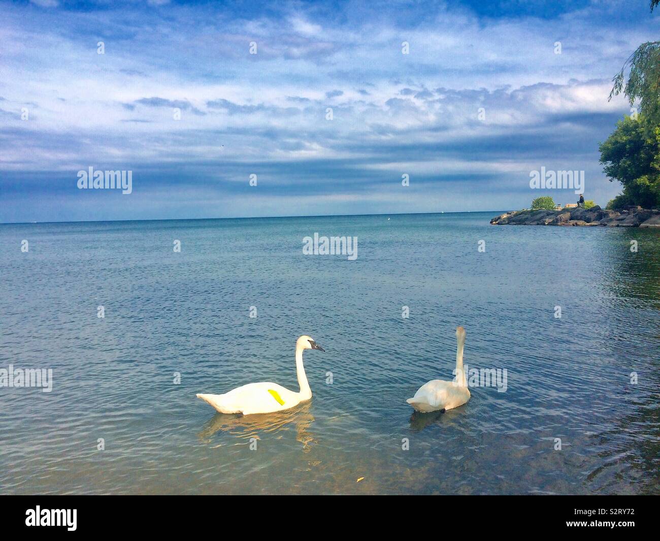A man and couple of swan Stock Photo - Alamy