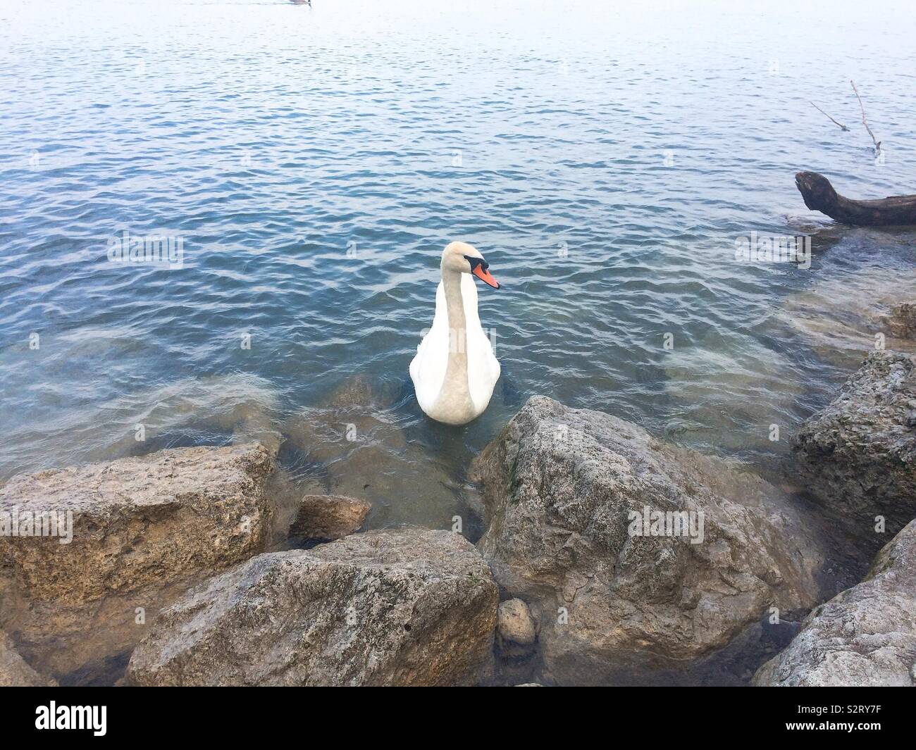 Swan rock hi-res stock photography and images - Alamy