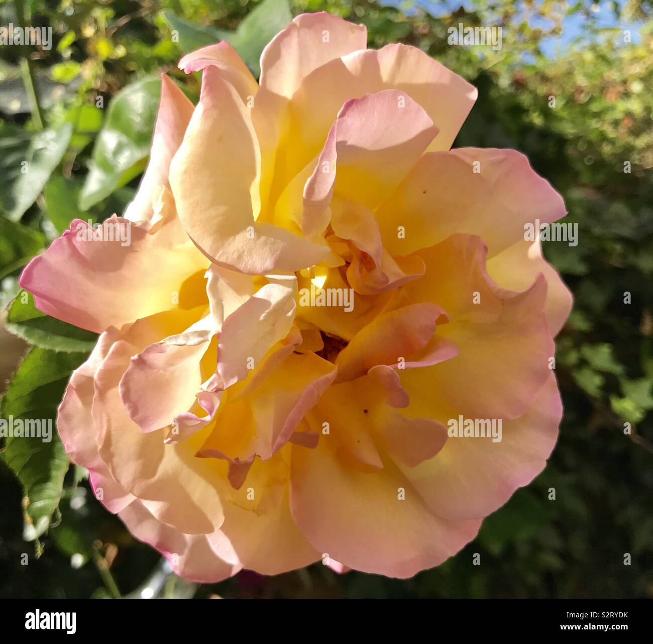 Peace rose hi-res stock photography and images - Alamy