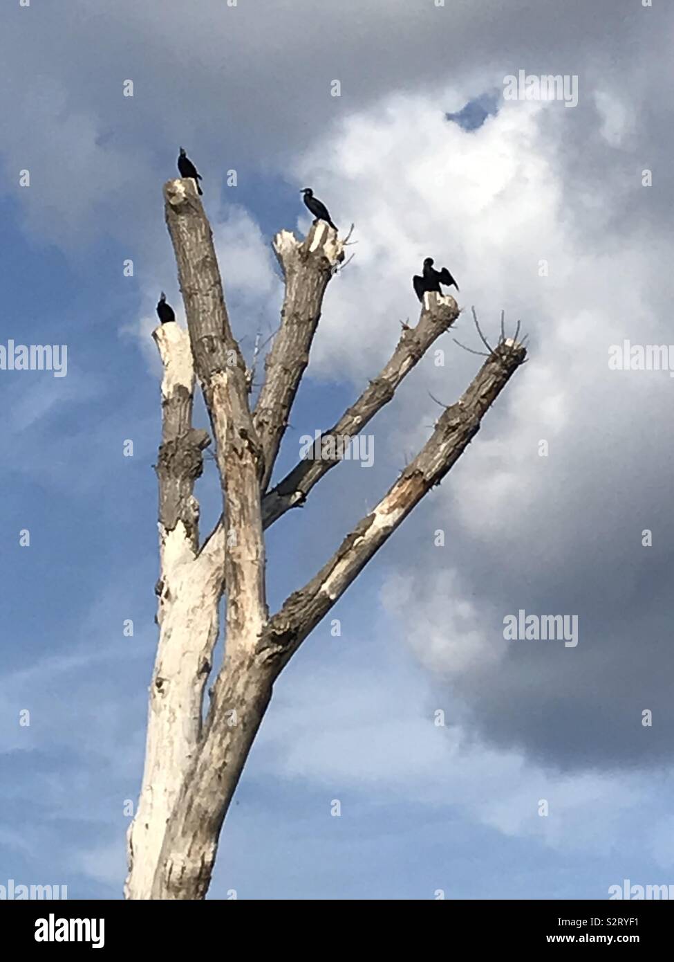 Tree birds hi-res stock photography and images - Alamy