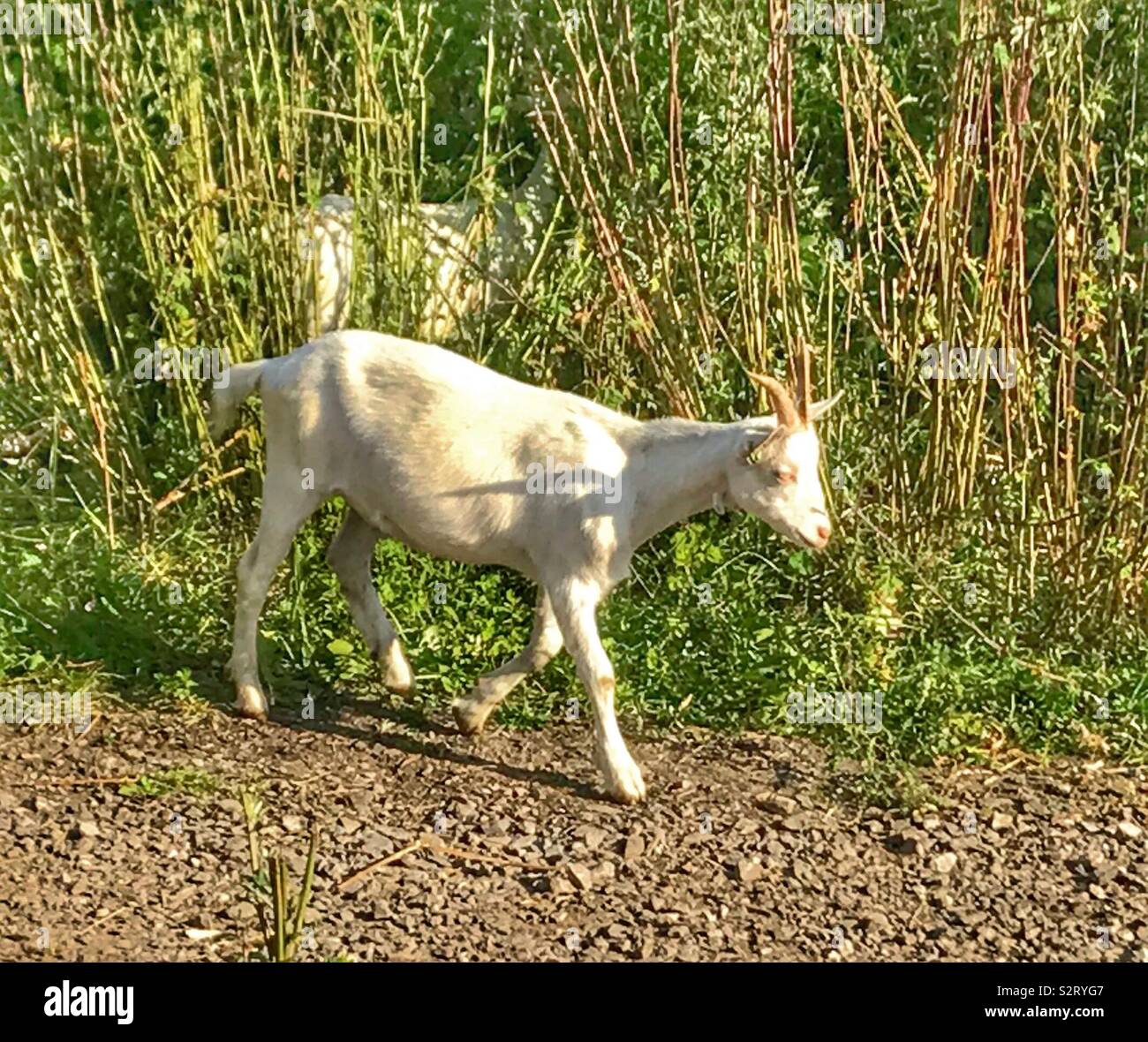Street goats bristol Stock Photo - Alamy