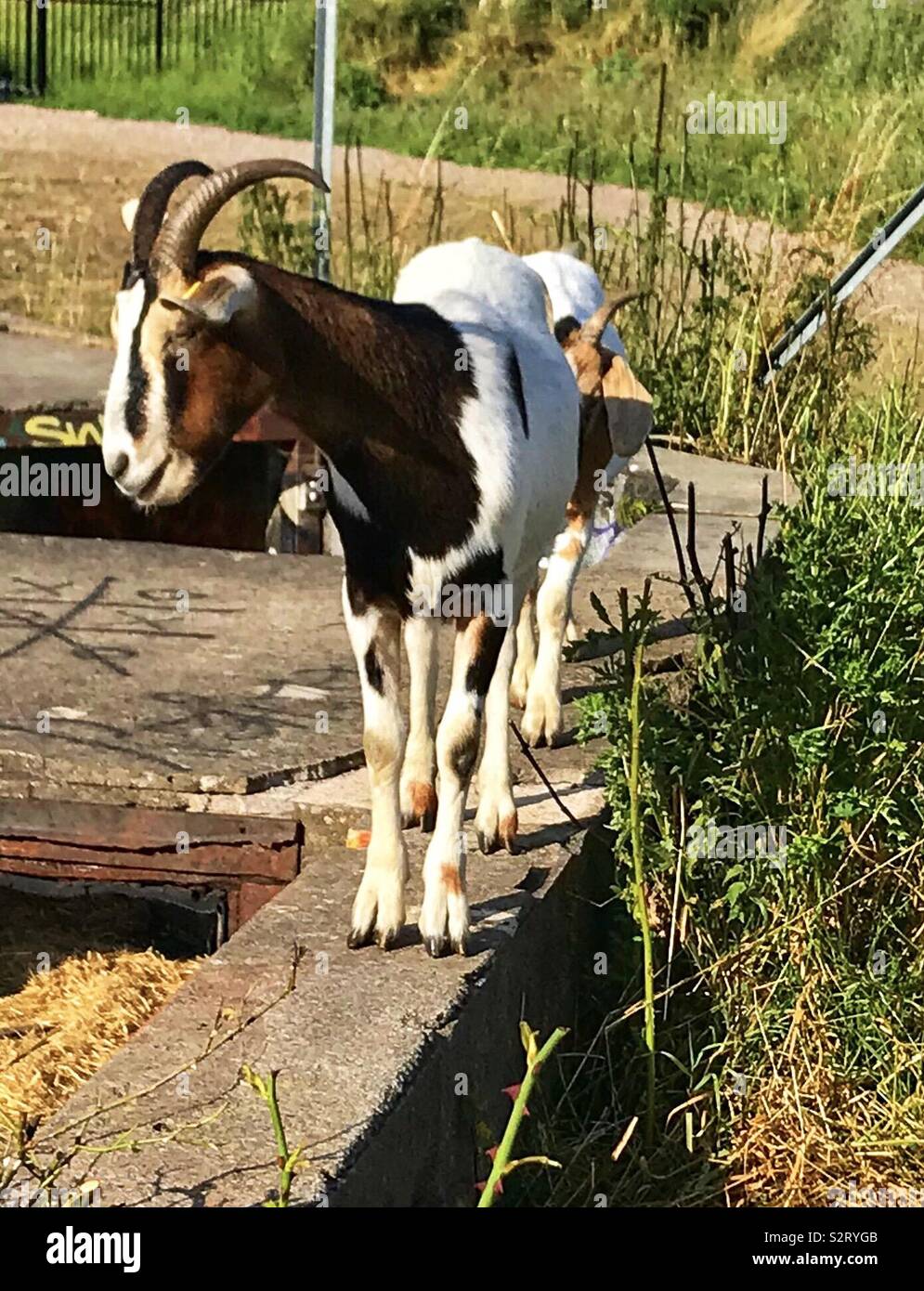 Street goats bristol Stock Photo - Alamy