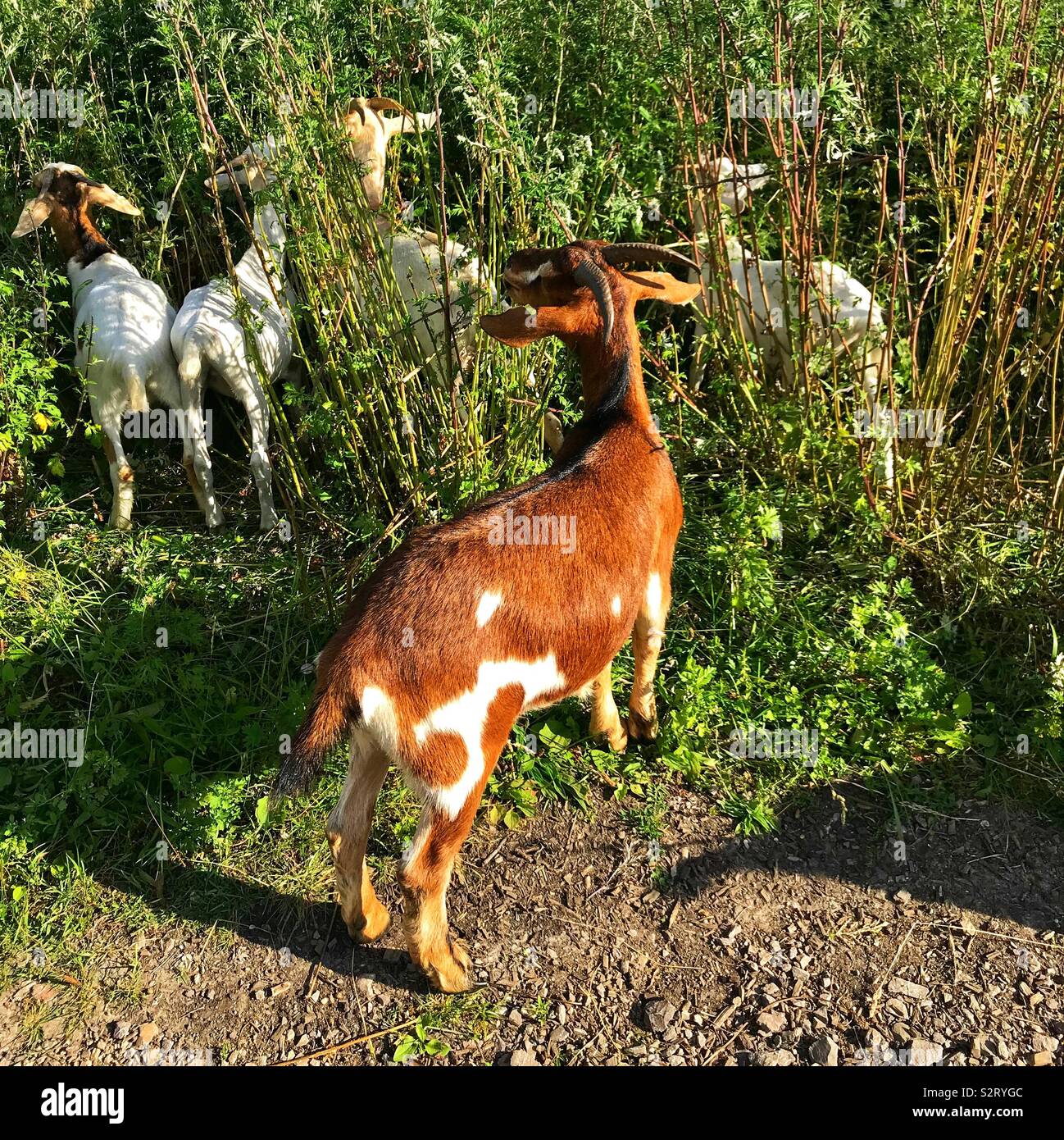 Street goats bristol Stock Photo - Alamy