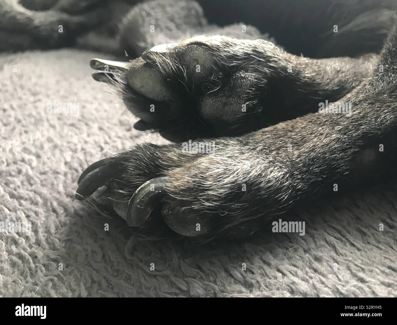 Dog paws black hi-res stock photography and images - Alamy