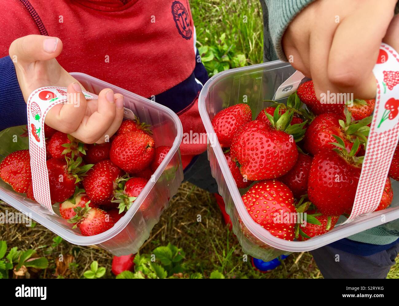 Children picking strawberries hi-res stock photography and images - Alamy