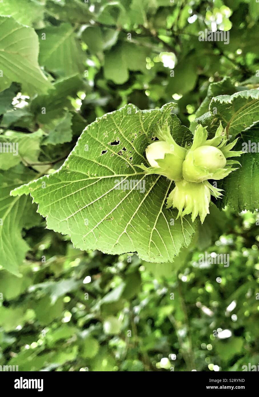 Unripe Hazelnut cluster of three in tree Stock Photo - Alamy
