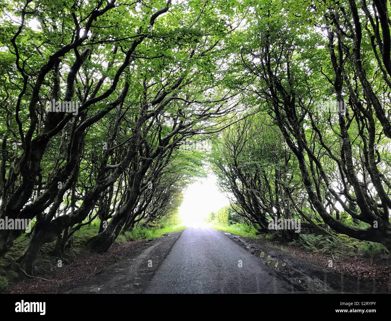 Tree Lined Drive Stock Photos & Tree Lined Drive Stock Images - Alamy