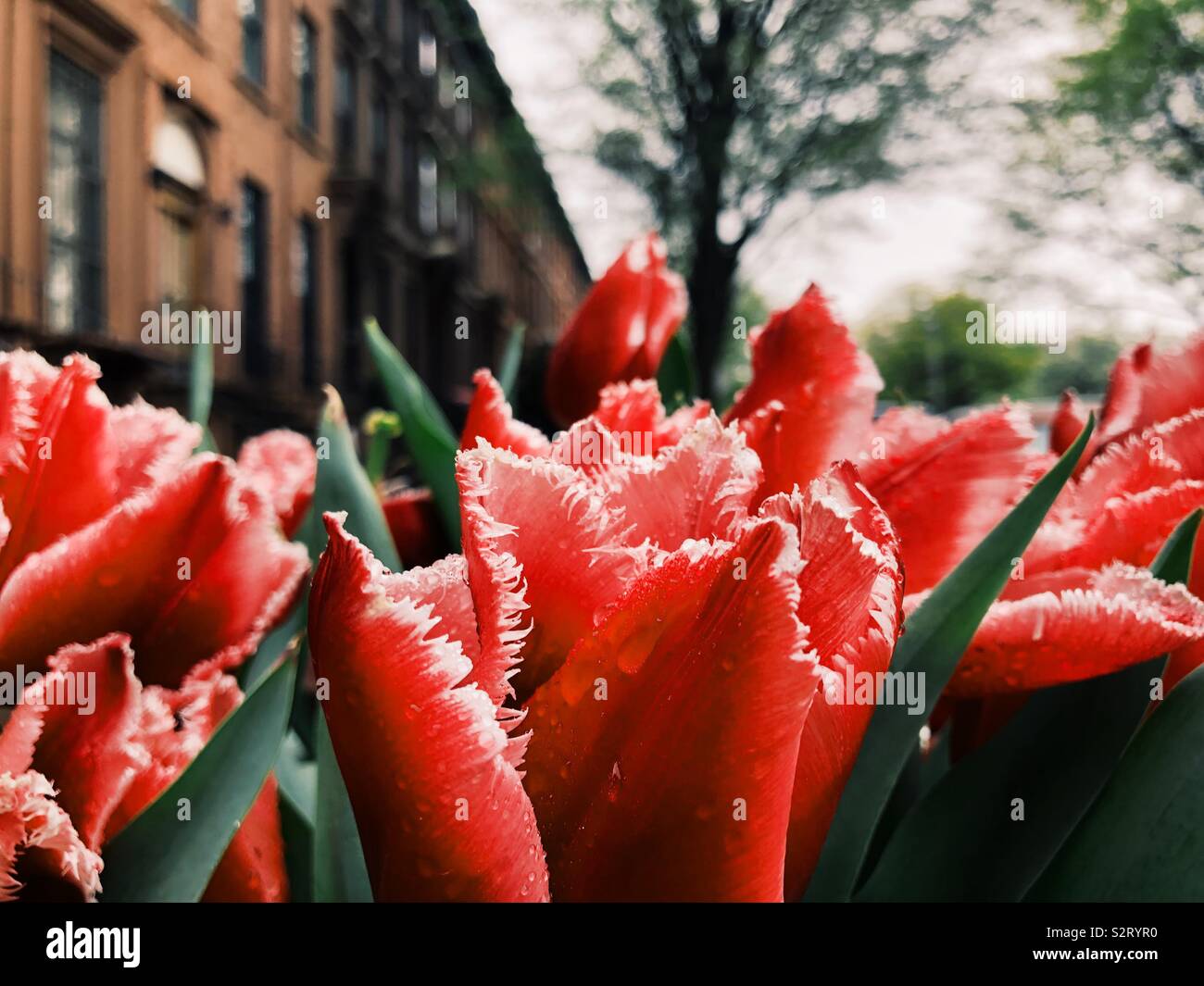 Row Of Brownstones New York High Resolution Stock Photography and ...