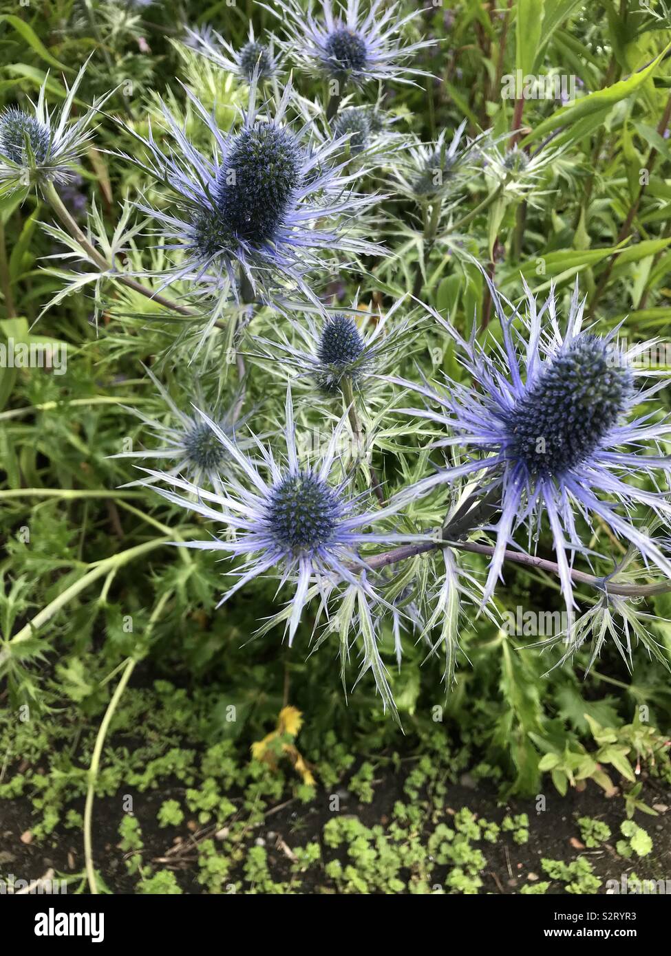 Blue thistle flowers Stock Photo - Alamy