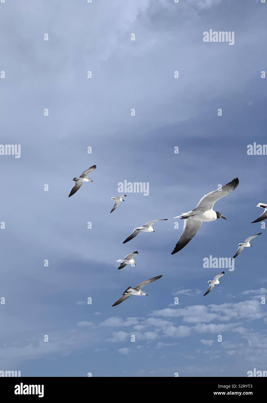 Beautiful gulls hi-res stock photography and images - Alamy