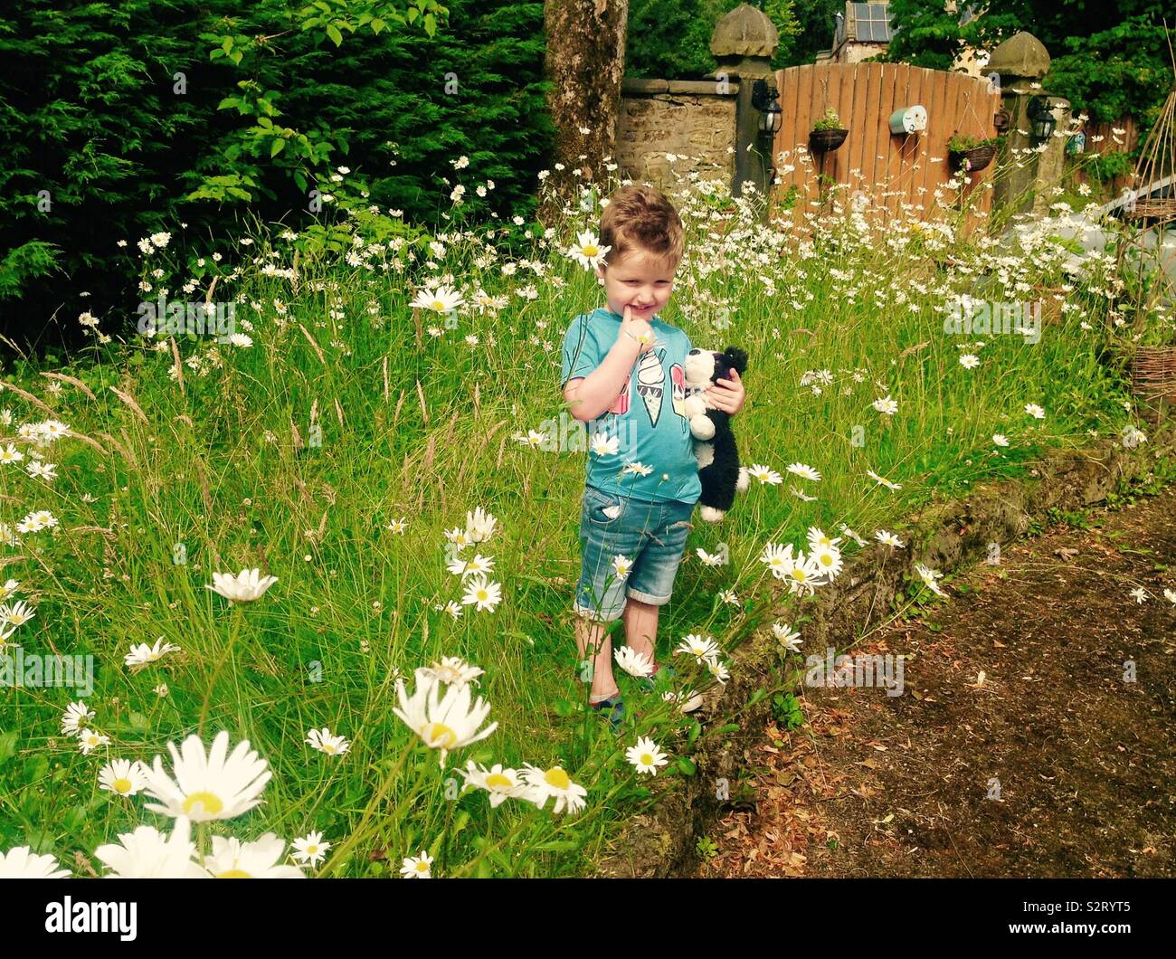 Counting daisies hi-res stock photography and images - Alamy
