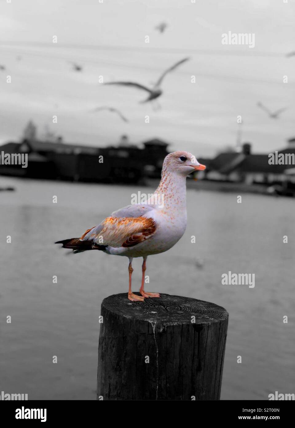 Sitting bird hi-res stock photography and images - Alamy