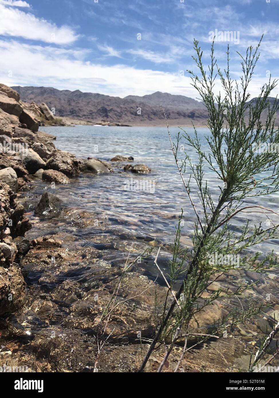 Lake meade wildlife hi-res stock photography and images - Alamy