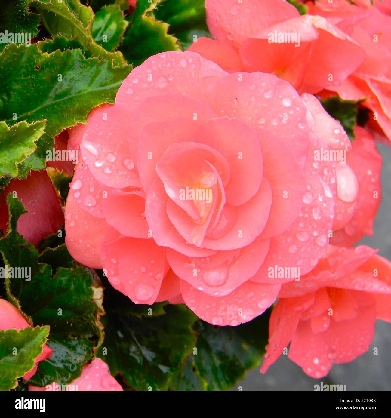 Double begonia hi-res stock photography and images - Alamy
