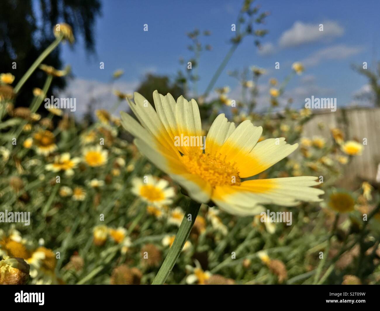 Corn daisy hi-res stock photography and images - Alamy