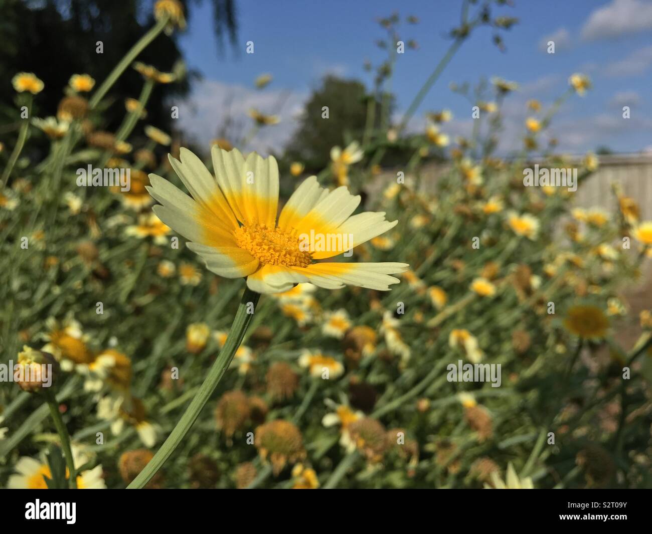 Corn daisy hi-res stock photography and images - Alamy