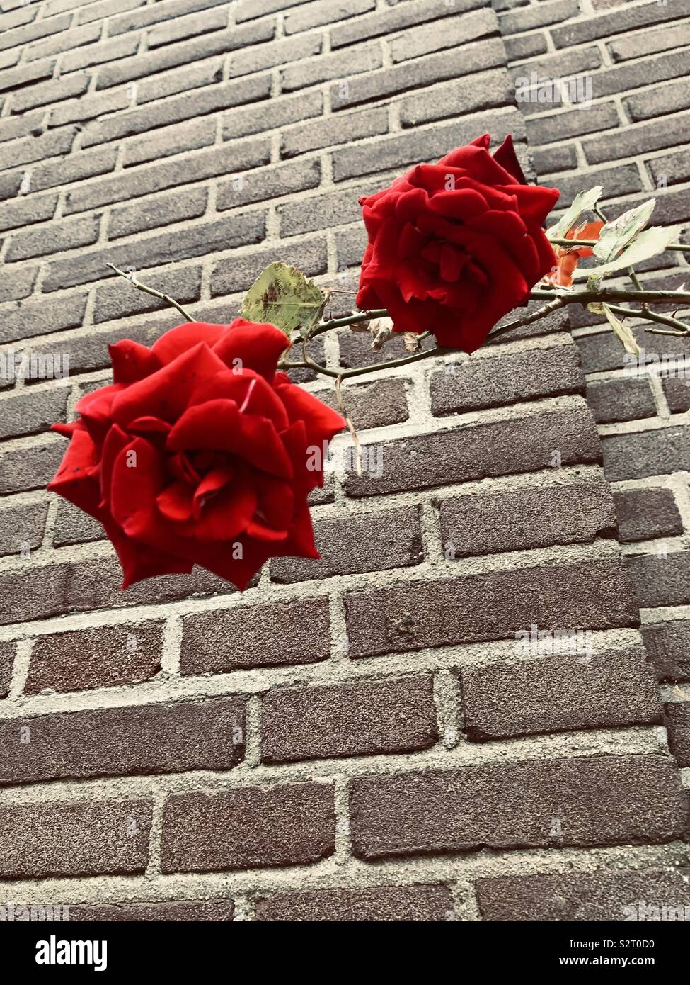 Red roses brick wall hi-res stock photography and images - Alamy