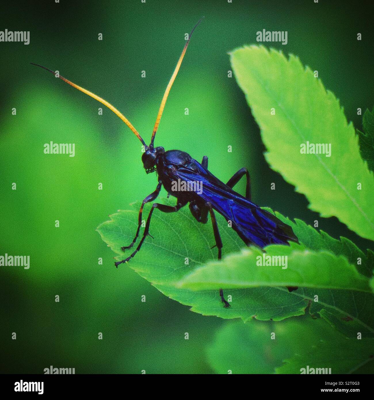 Mud dauber wasp hi-res stock photography and images - Alamy