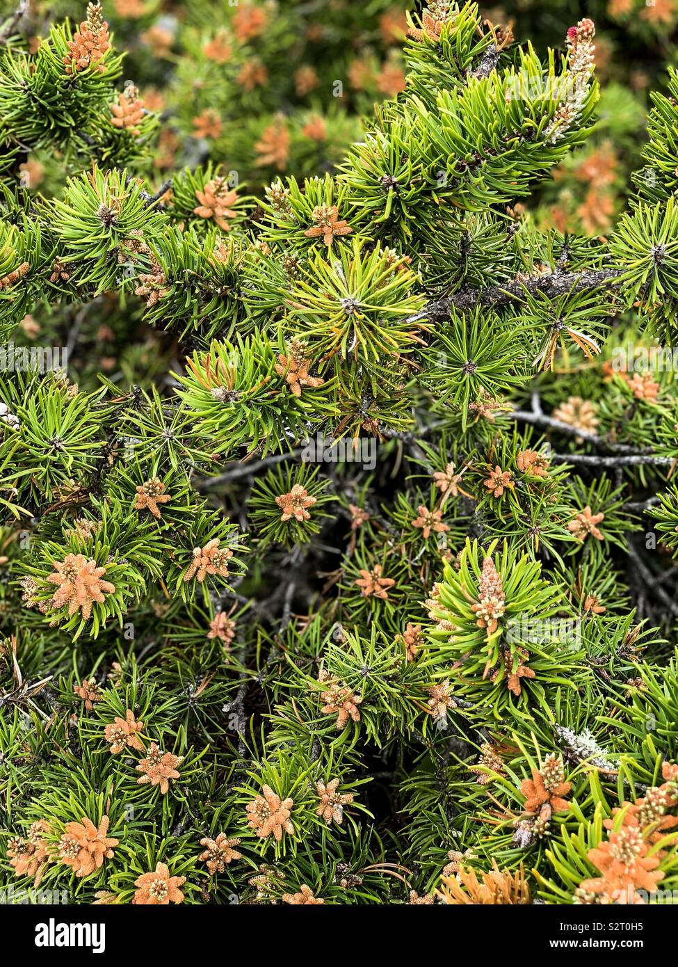 Interesting tree branch Stock Photo - Alamy