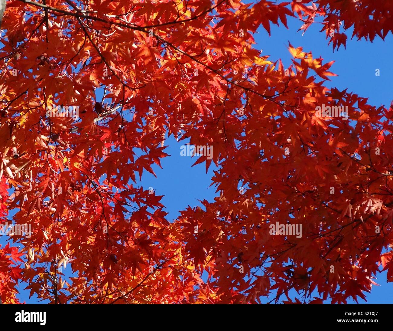 Autumn colours in Japan Stock Photo - Alamy