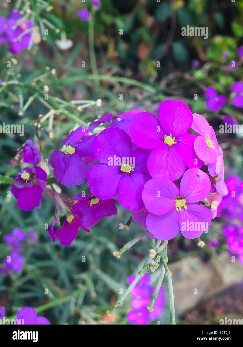 Pretty purple flowers Stock Photo - Alamy