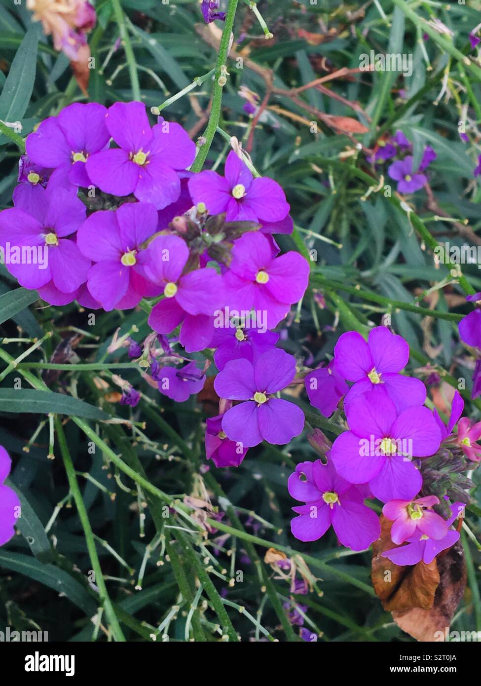The colour is purple hi-res stock photography and images - Alamy