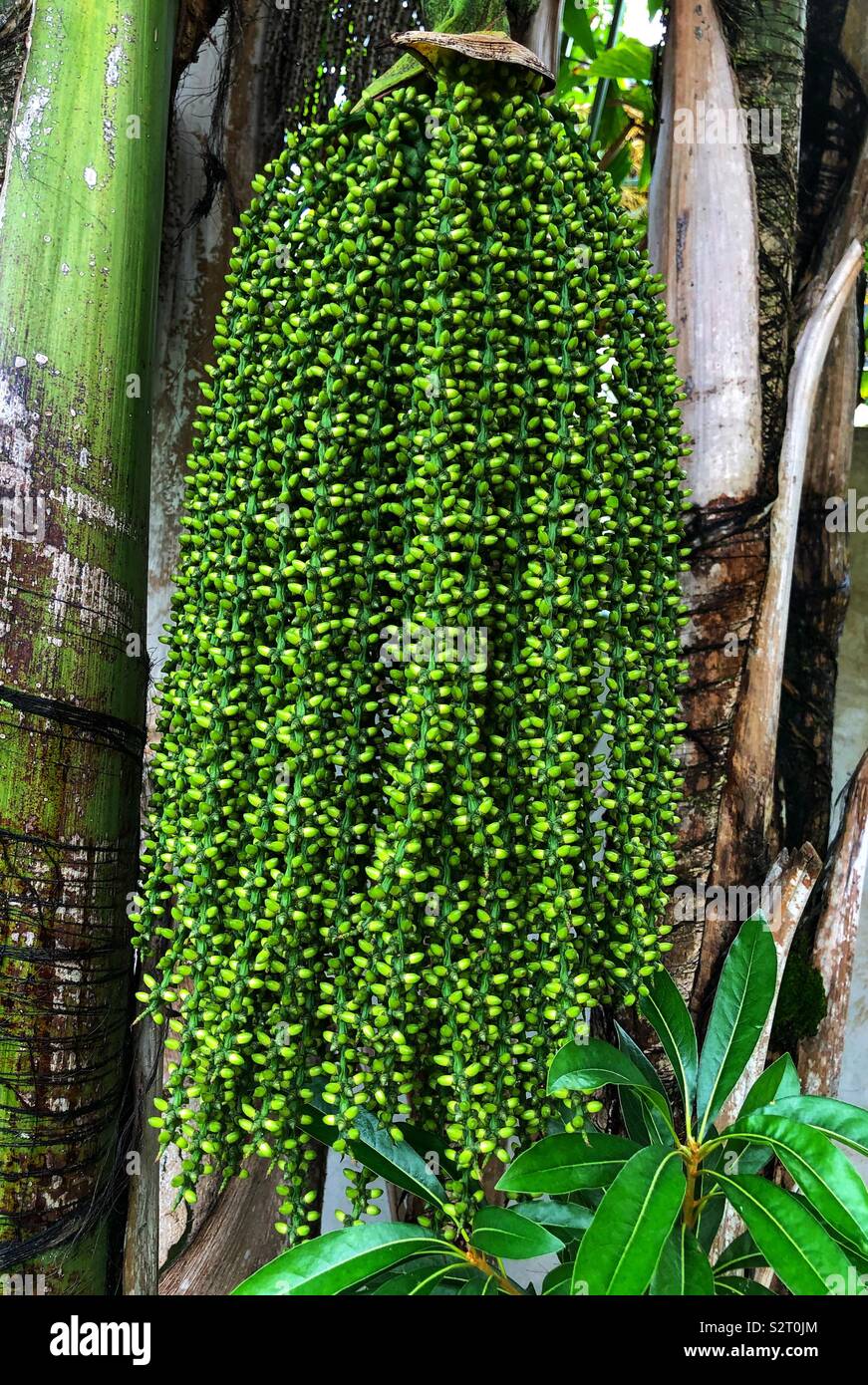 Berries of a palm hi-res stock photography and images - Alamy