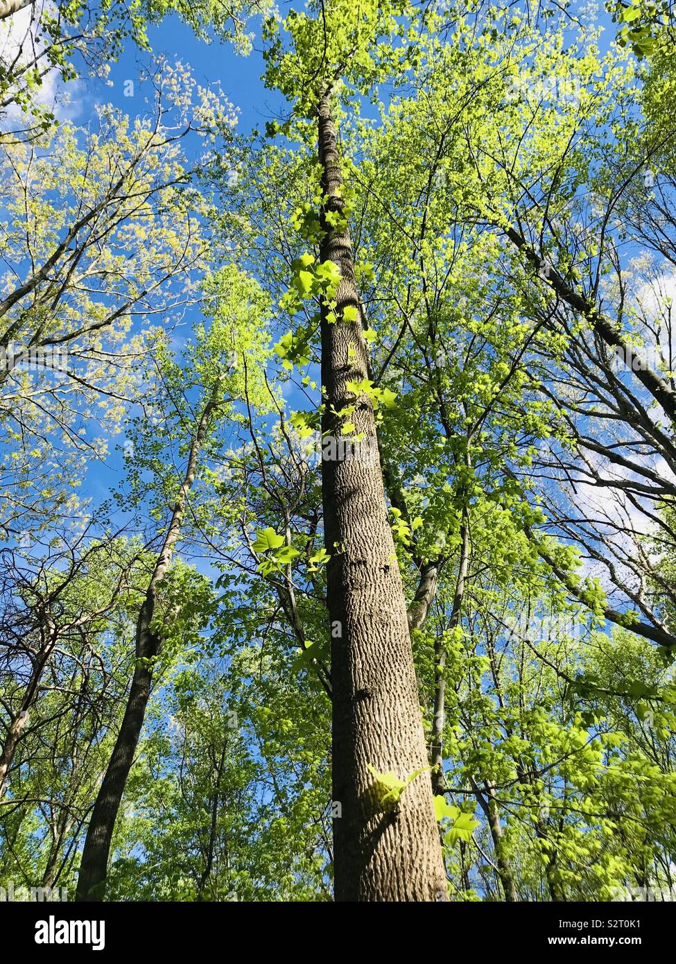 Tall tree hi-res stock photography and images - Alamy