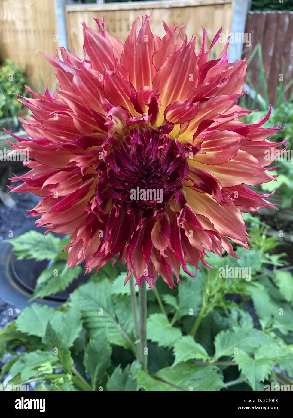 Dinner plate dahlia hi-res stock photography and images - Alamy