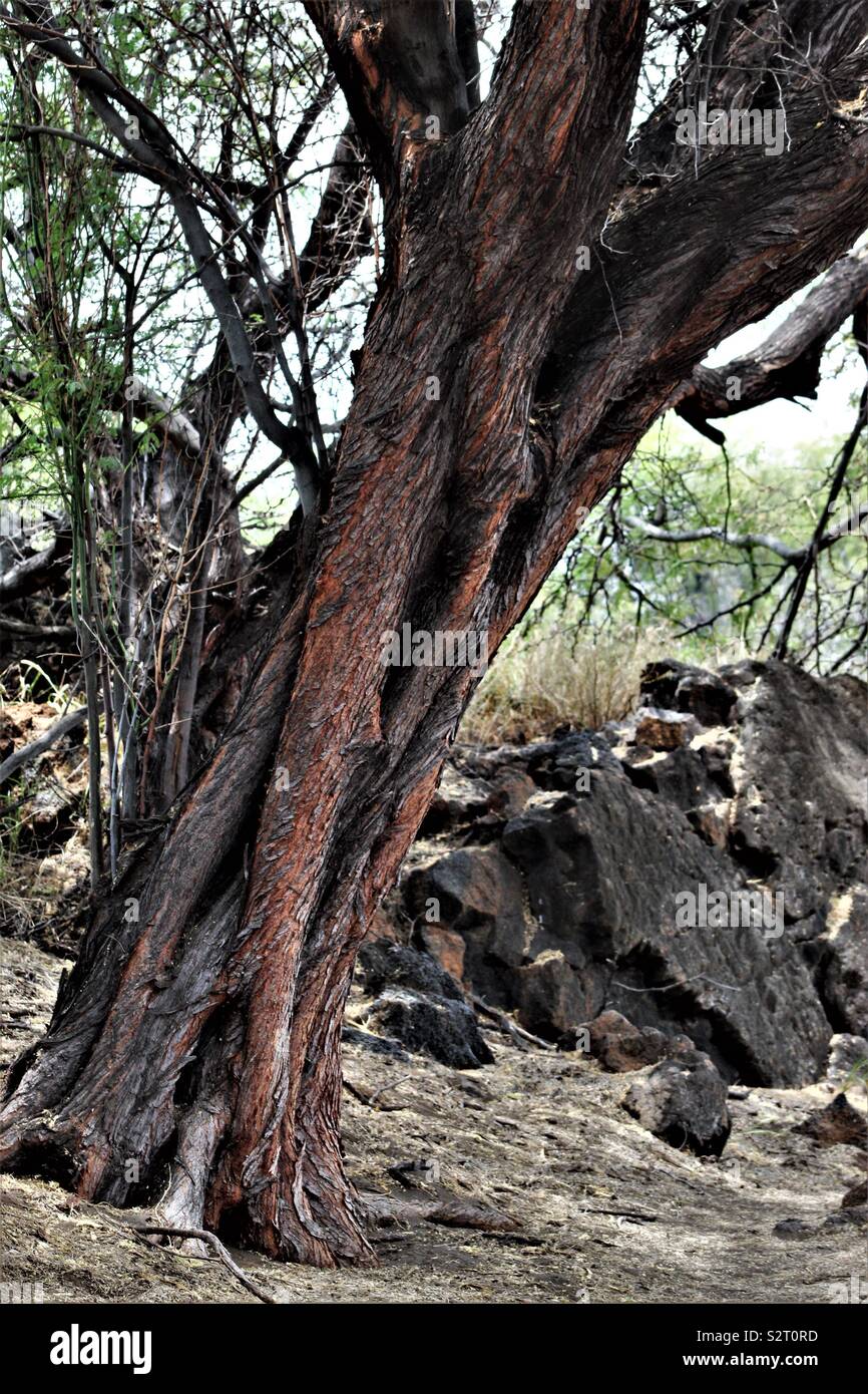 Red lava hi-res stock photography and images - Alamy