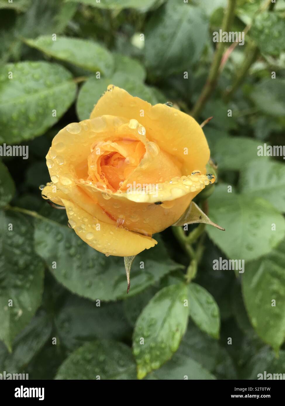 Budding rose hi-res stock photography and images - Alamy