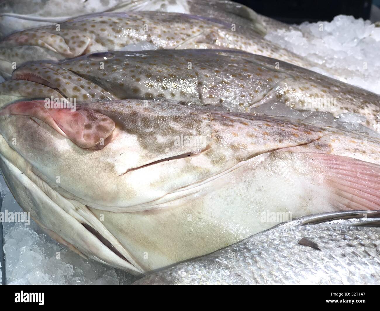 Testy fish hi-res stock photography and images - Alamy