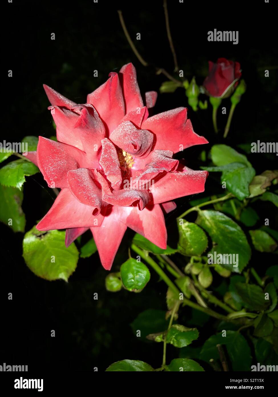 Rose taken at night Stock Photo - Alamy