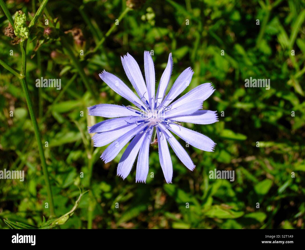 Periwinkle violet hi-res stock photography and images - Alamy