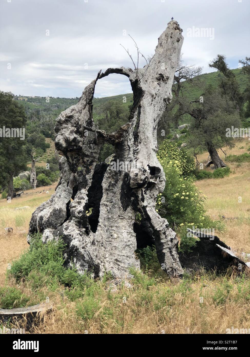 Historic Tree trunk Stock Photo - Alamy
