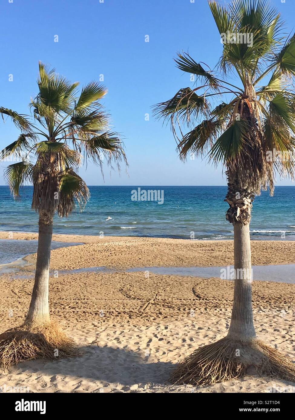 The sea through two palms Stock Photo - Alamy