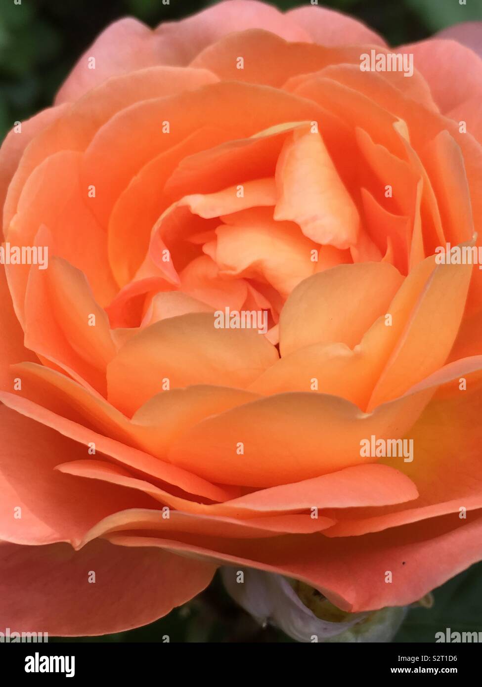 Perfect peach hi-res stock photography and images - Alamy