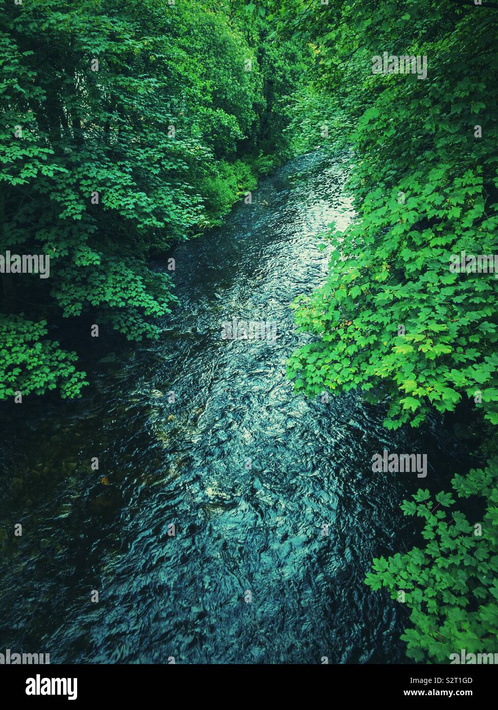 Tree lined river hi-res stock photography and images - Alamy