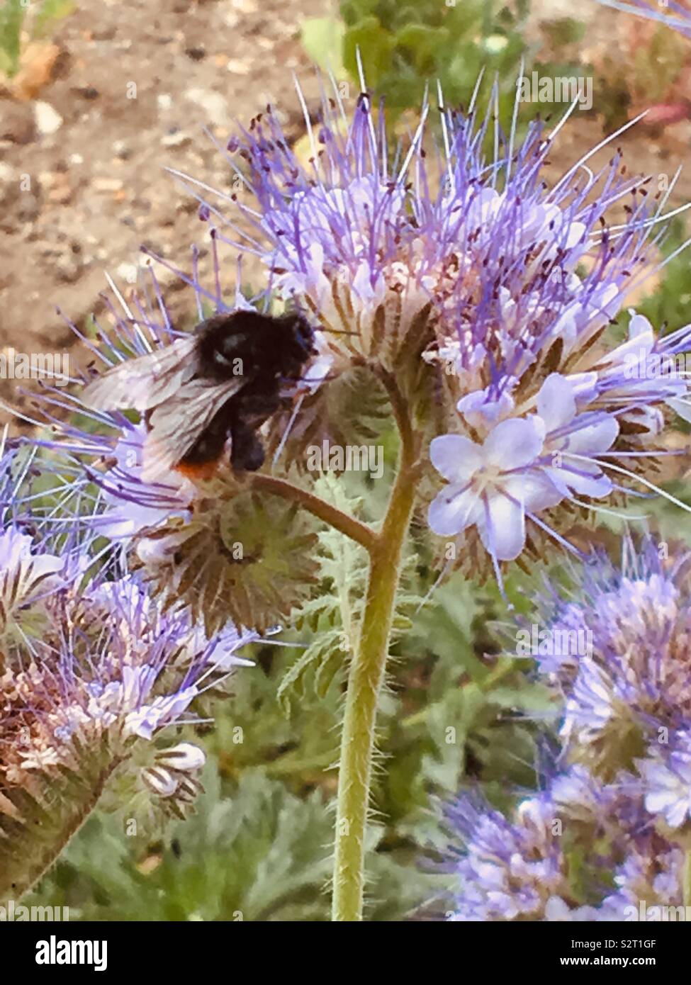 Wildflowers with bee Stock Photo - Alamy